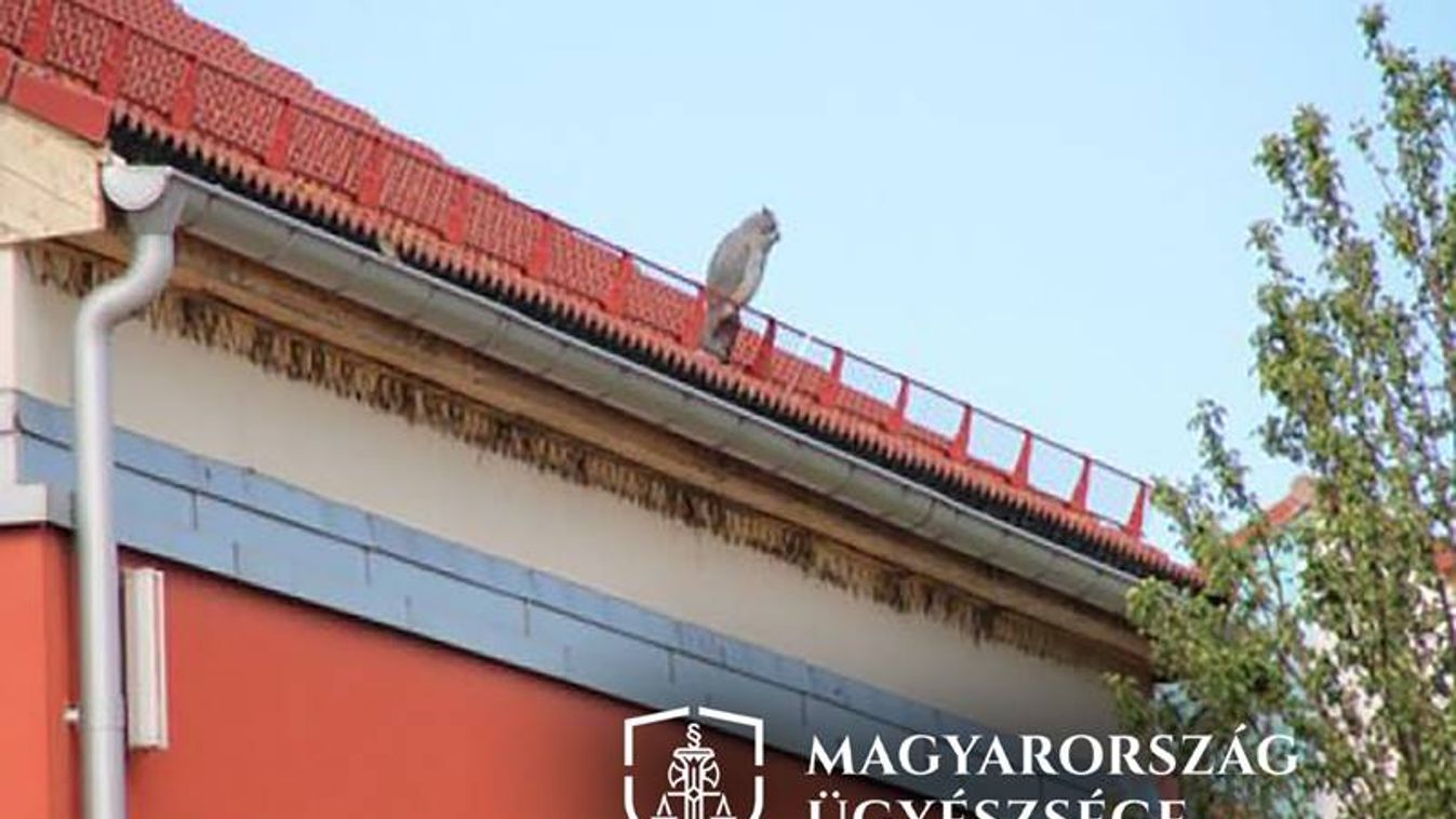 Több száz védett fecskefészek lett a takarítás áldozata