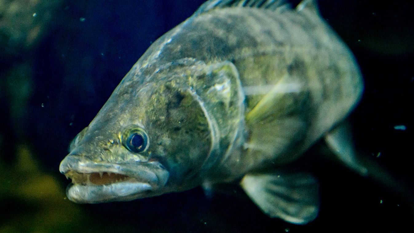 Őshonos magyar halfajok tenyésztését tökéletesítették