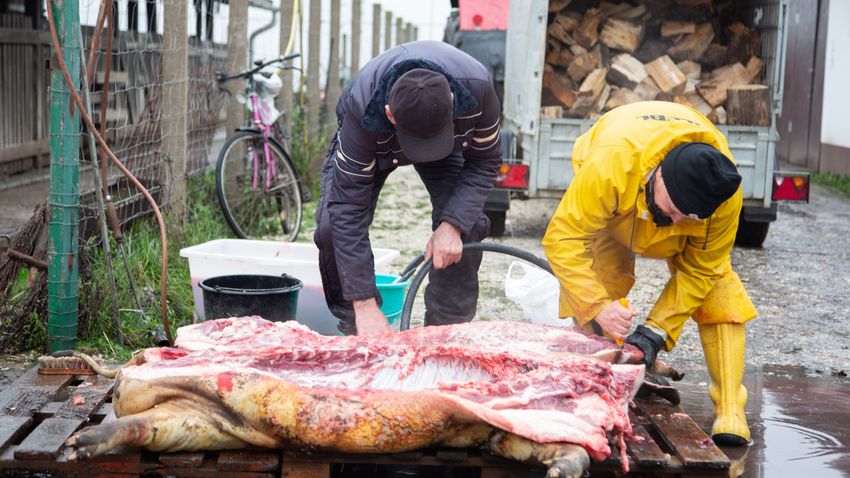 HAON - Hagyományőrző disznótor Hajdúnánáson