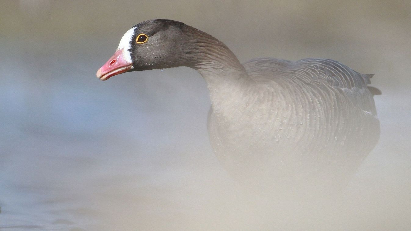 A kis lilik fokozottan védettet