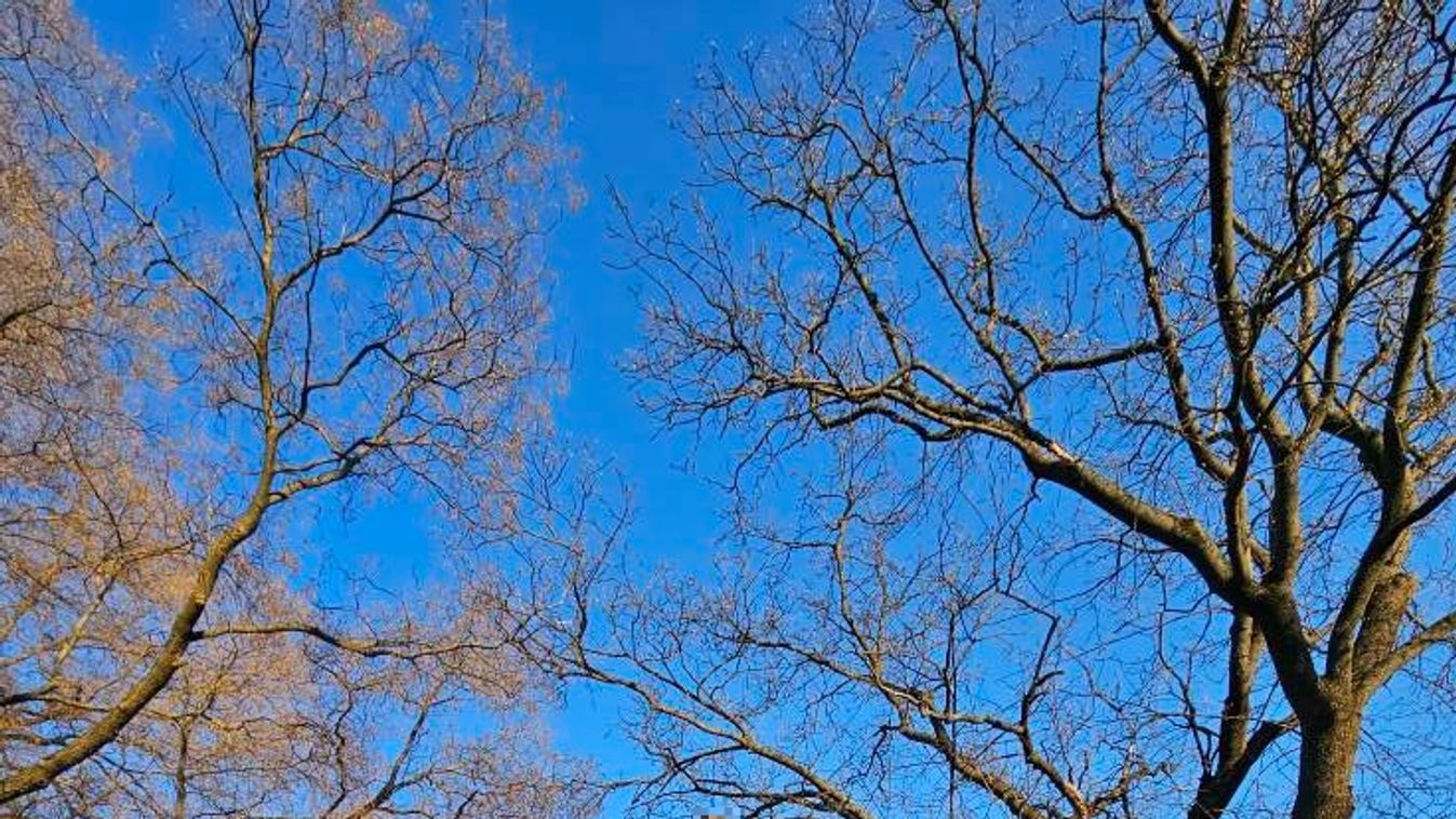 Kaptár: mi került az Árpád téri fa ágára?