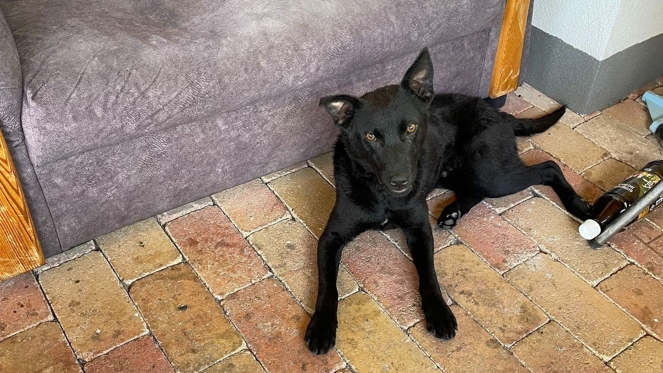 Túl van az első munkanapján Cingár, a nyíradonyi tűzoltók kutyája