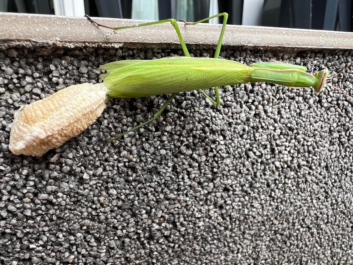 Imádkozó sáska a kertedben? Egyáltalán nem lehetetlen! Sőt, már egy új ...