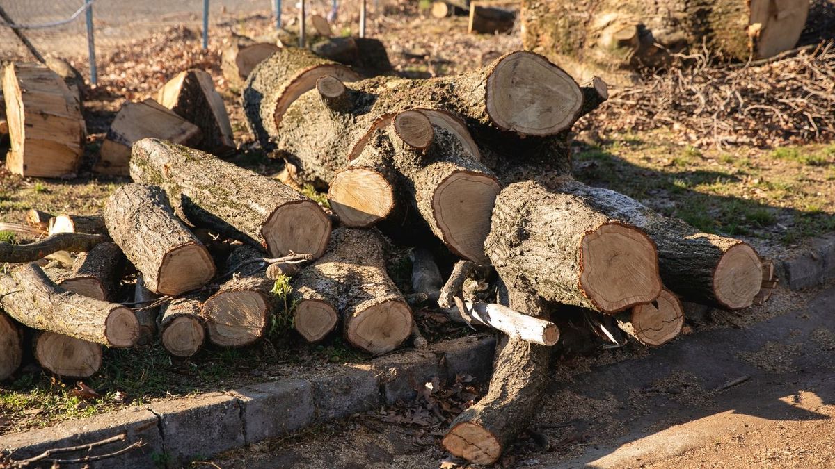 Szokatlan a látvány, fákat vágtak ki a debreceni utcában – fotókkal