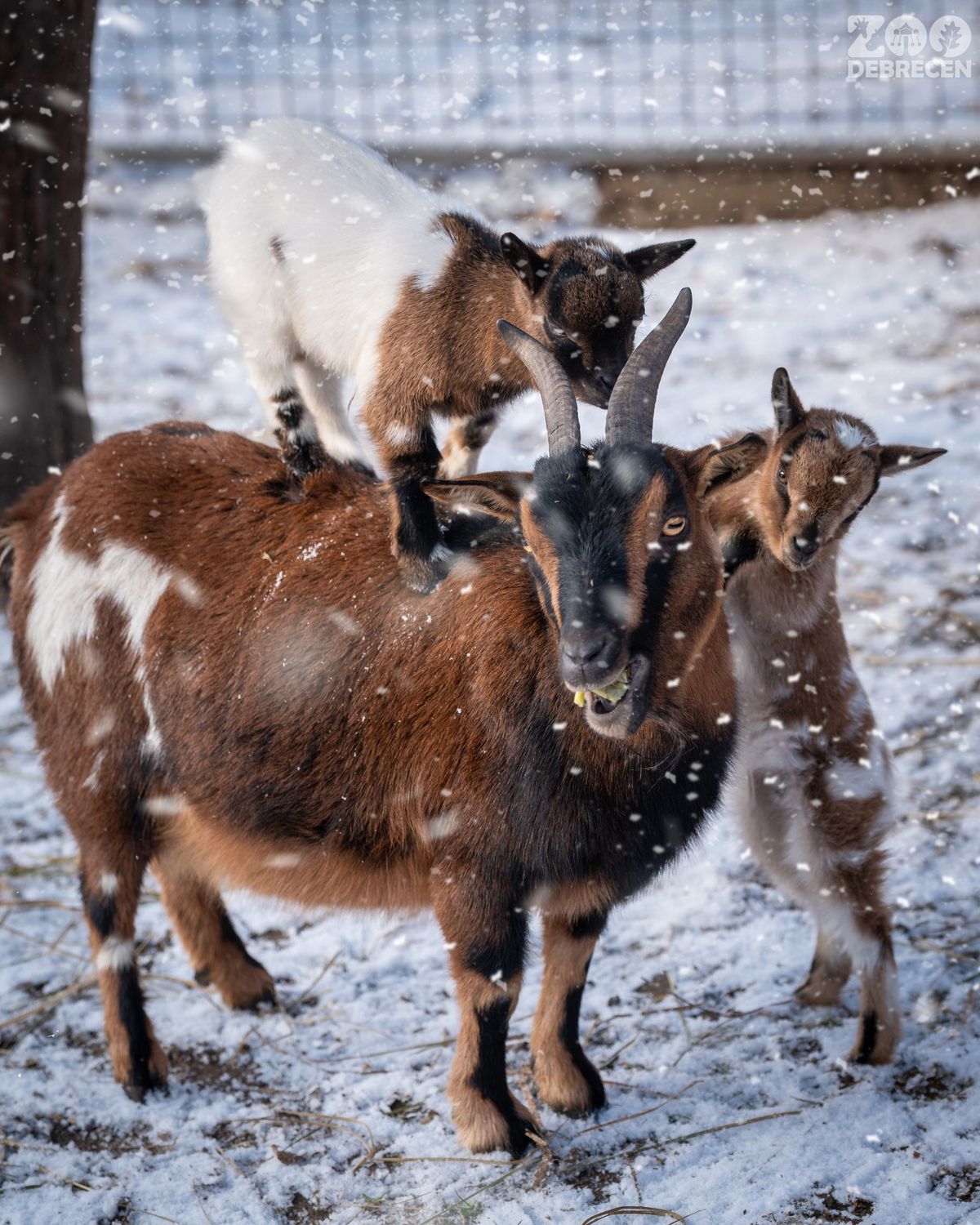 Gólyahír a Zoo Debrecenben: igazi tünemények láttak napvilágot - fotóval!